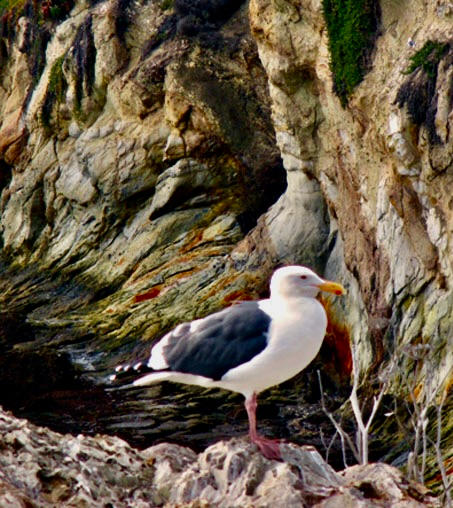 Seagull By Happytimer On Deviantart