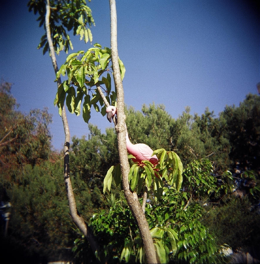 flamingo in the trees by jeskimo on DeviantArt