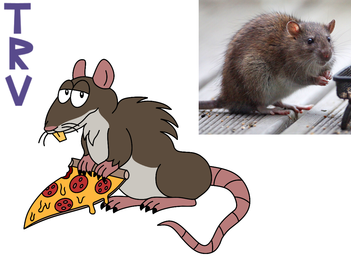 Norway Rat By Taurenthetoonster28 On Deviantart