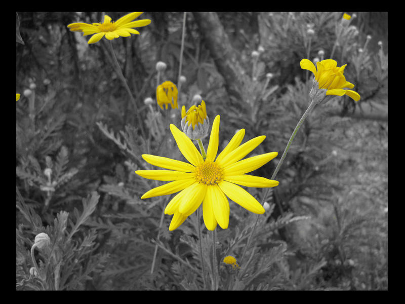 Yellow Daisys By Tatteredheartxx On Deviantart