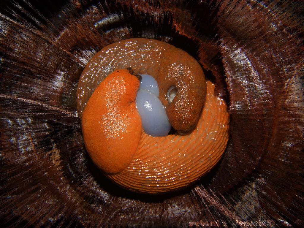 red slug yin-yang by webcruiser on DeviantArt