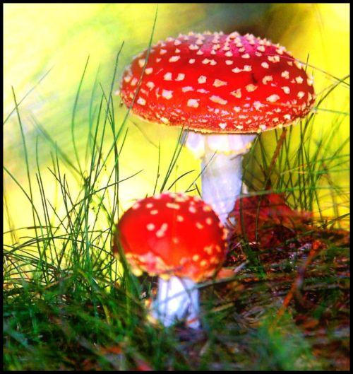 Mushroom By Fuckingbrain On Deviantart