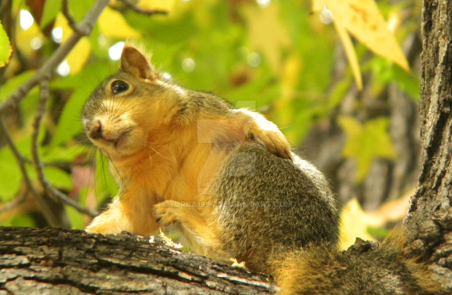 Sexy Squirrel By Yurba1994 On Deviantart