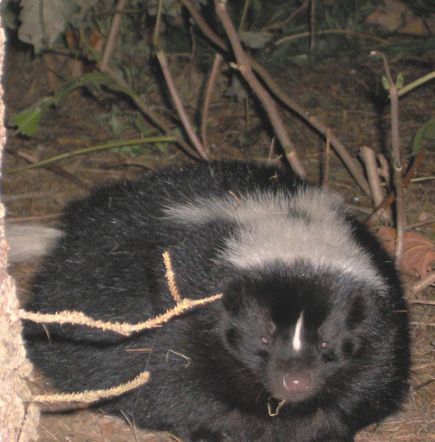 What a stinker by putt510 on DeviantArt