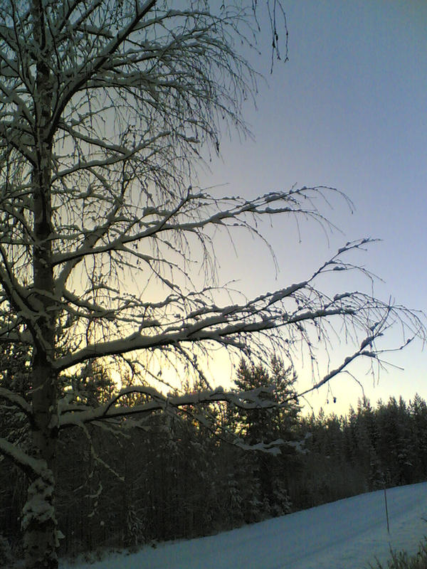 Snowy birch by Riance on DeviantArt