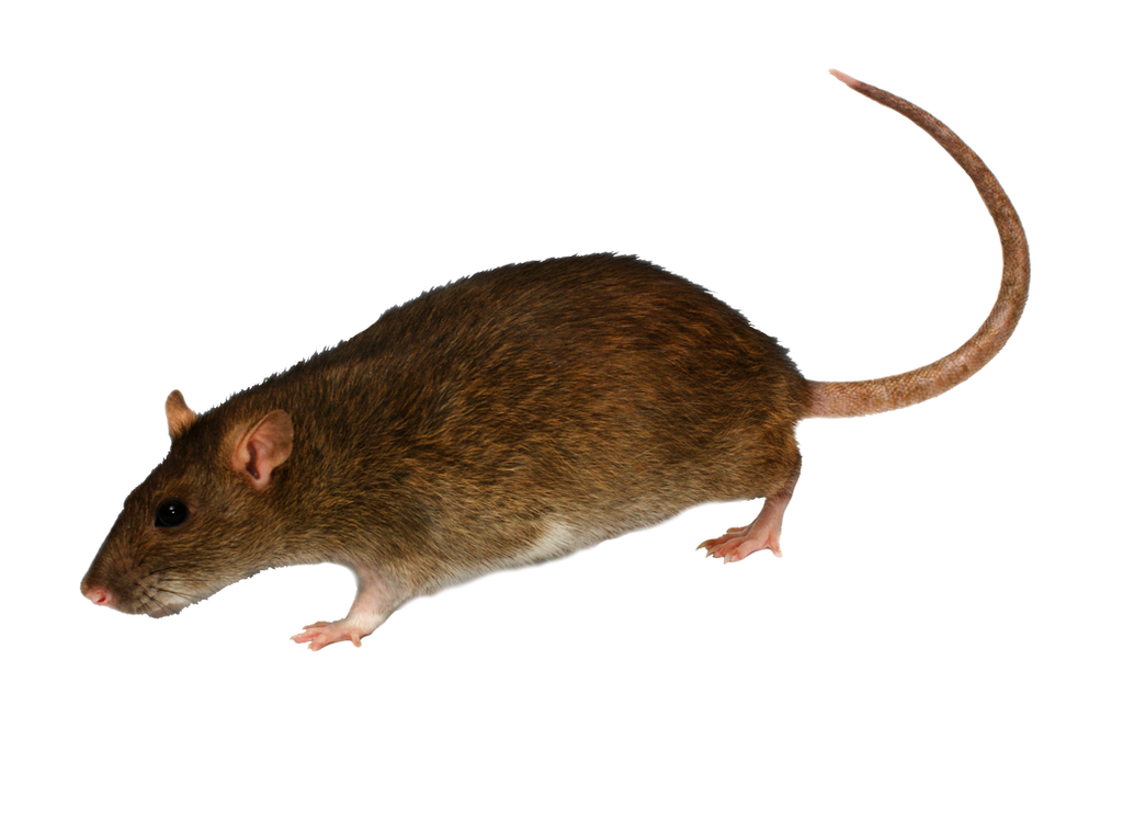 Png Rat 2 By Moonglowlilly On Deviantart