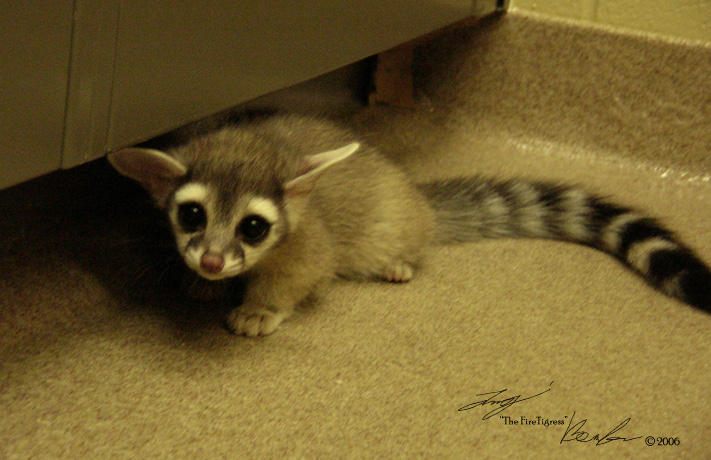 Cacomistle II by TheFireTigress on DeviantArt