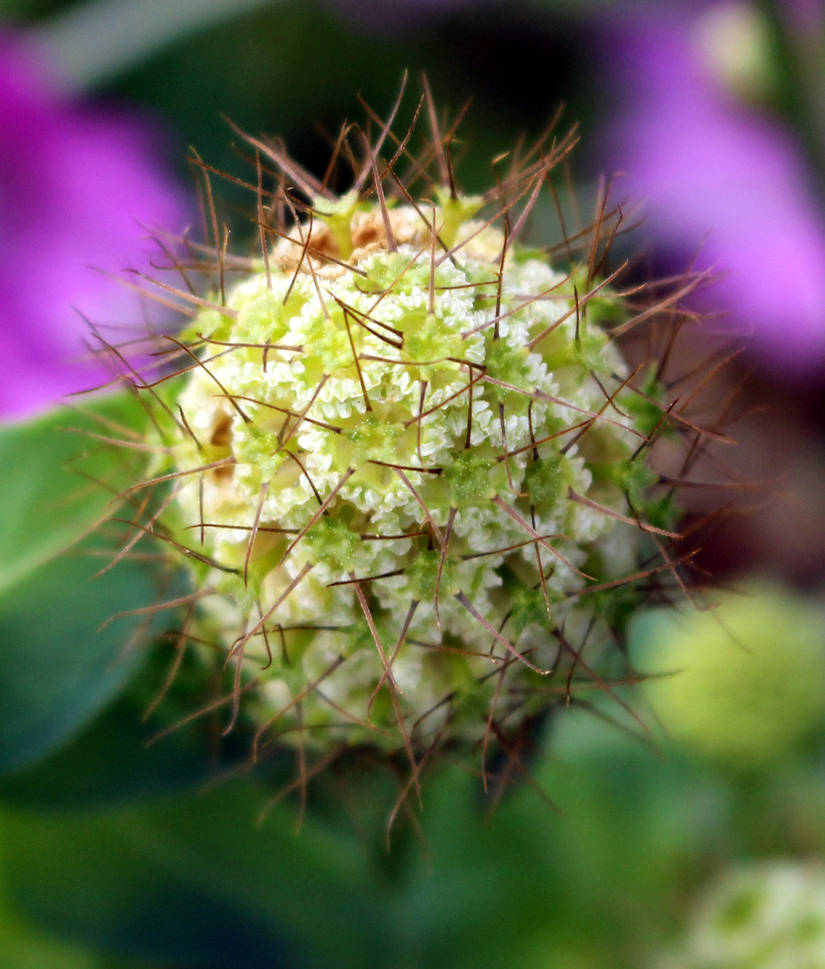 Spikey Ball By Dnt Photography On Deviantart