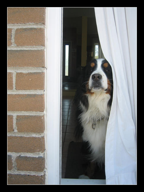 Man's best friend, Chiko by teh-darkside on DeviantArt