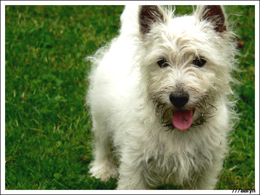 McDuff by cerbekus on DeviantArt