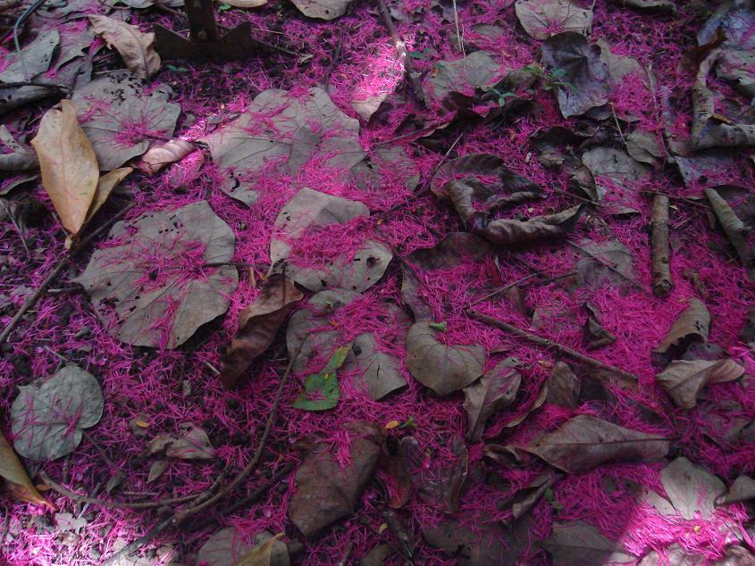 Hot pink sprinkles by StrangeLittleChild on DeviantArt