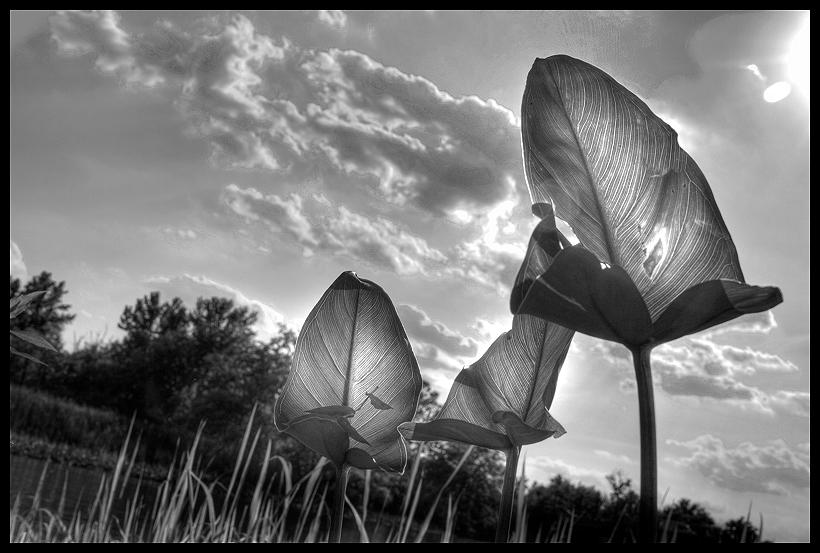 Lilly Pad By Dpbbryan On Deviantart