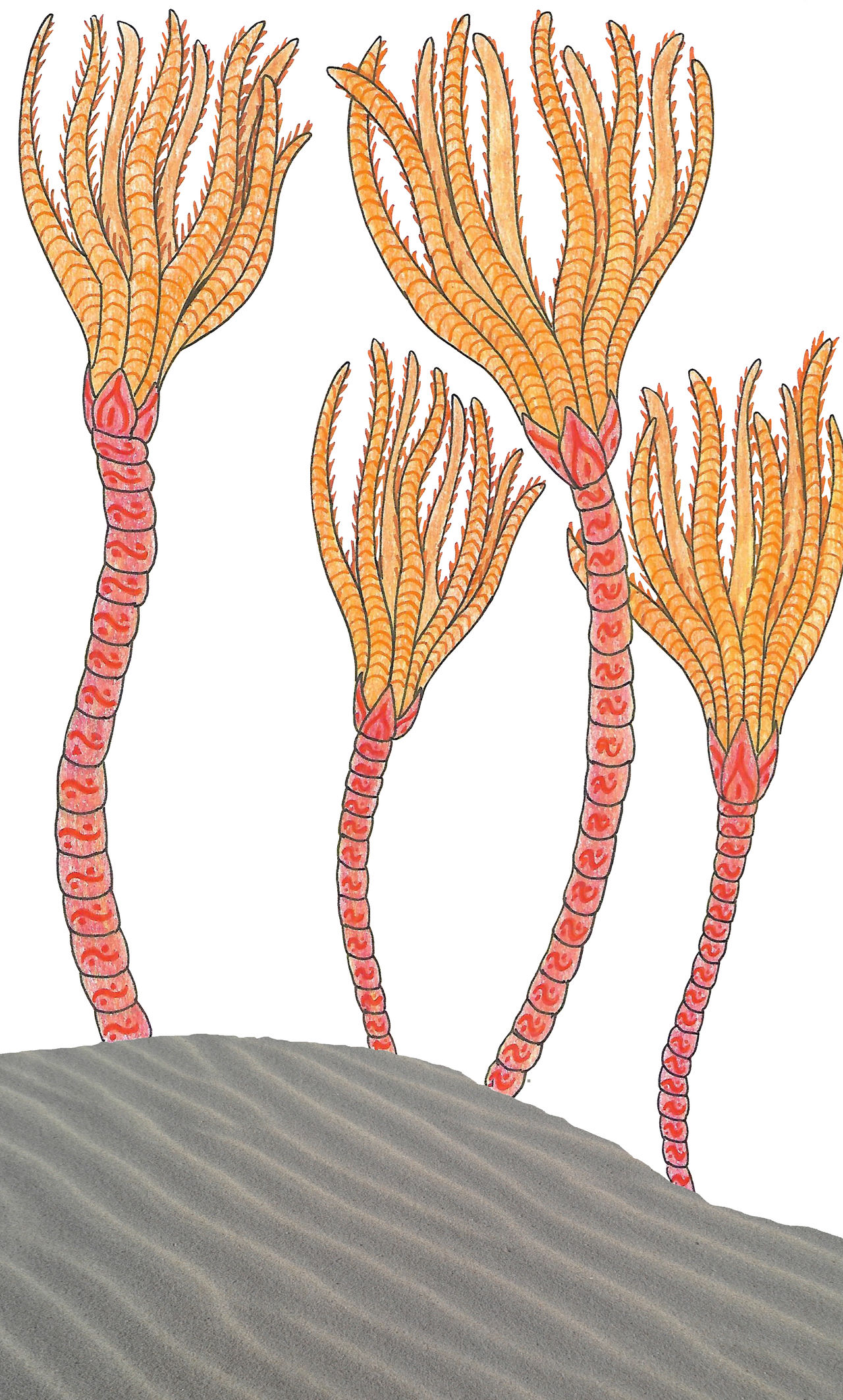 Crinoids By Suchomimus62 On Deviantart