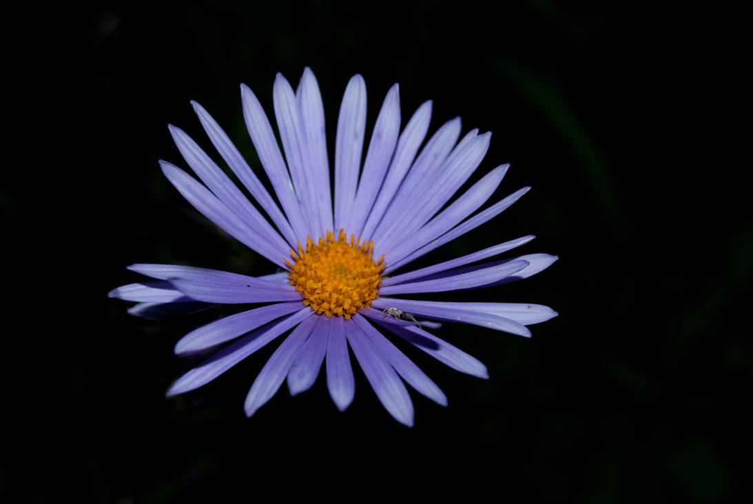 Violet Sun By Lime Lip On Deviantart
