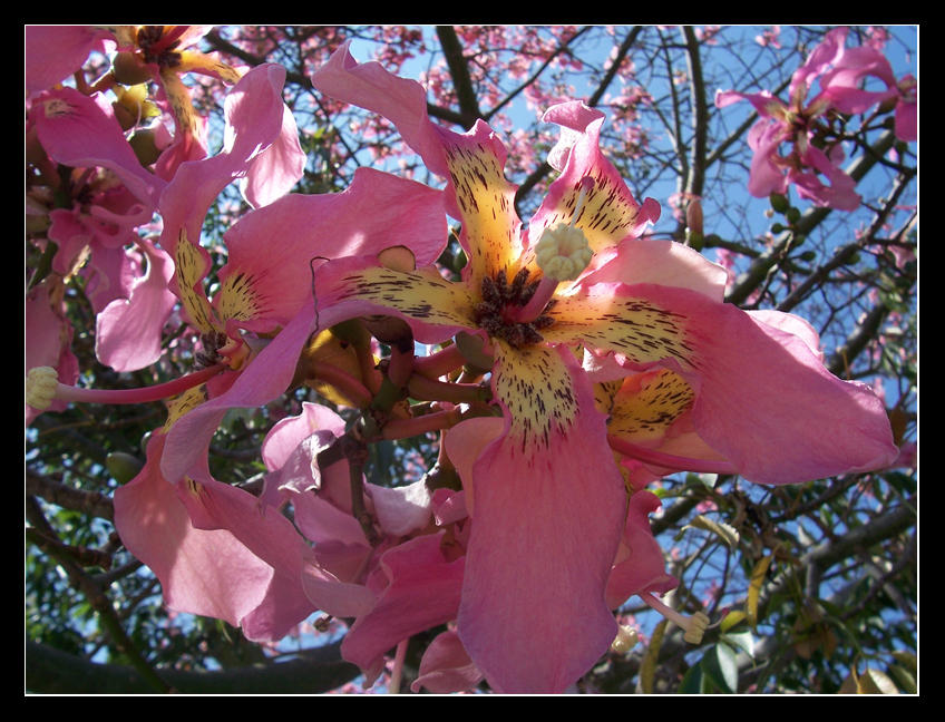 Big Pink Tree by RunInSilence on DeviantArt