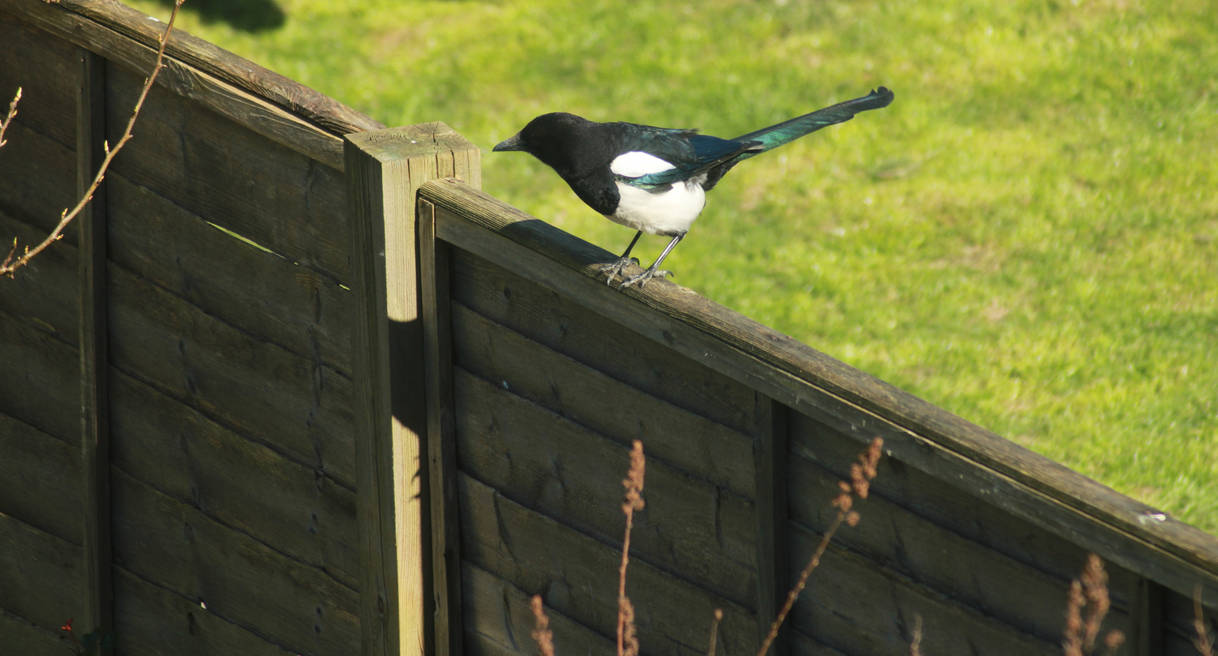 Morning Mr Magpie By Sohember On Deviantart
