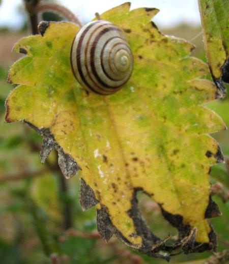 Snail and the nettle by chillipope on DeviantArt