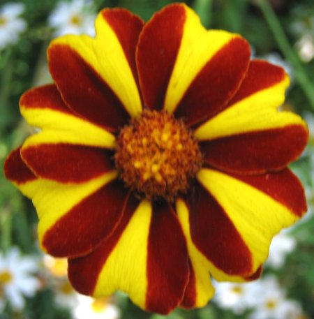 Rosette flower by chillipope on DeviantArt