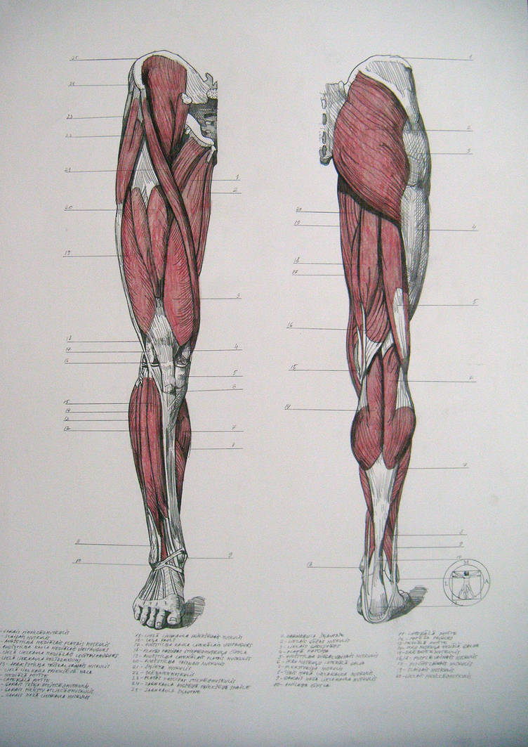 Leg Drawing Back leg-drawing-back