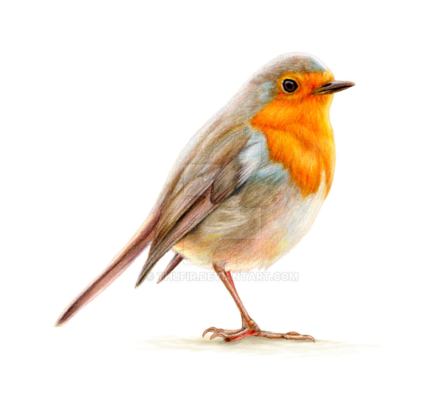 European Robin By Thufir On Deviantart
