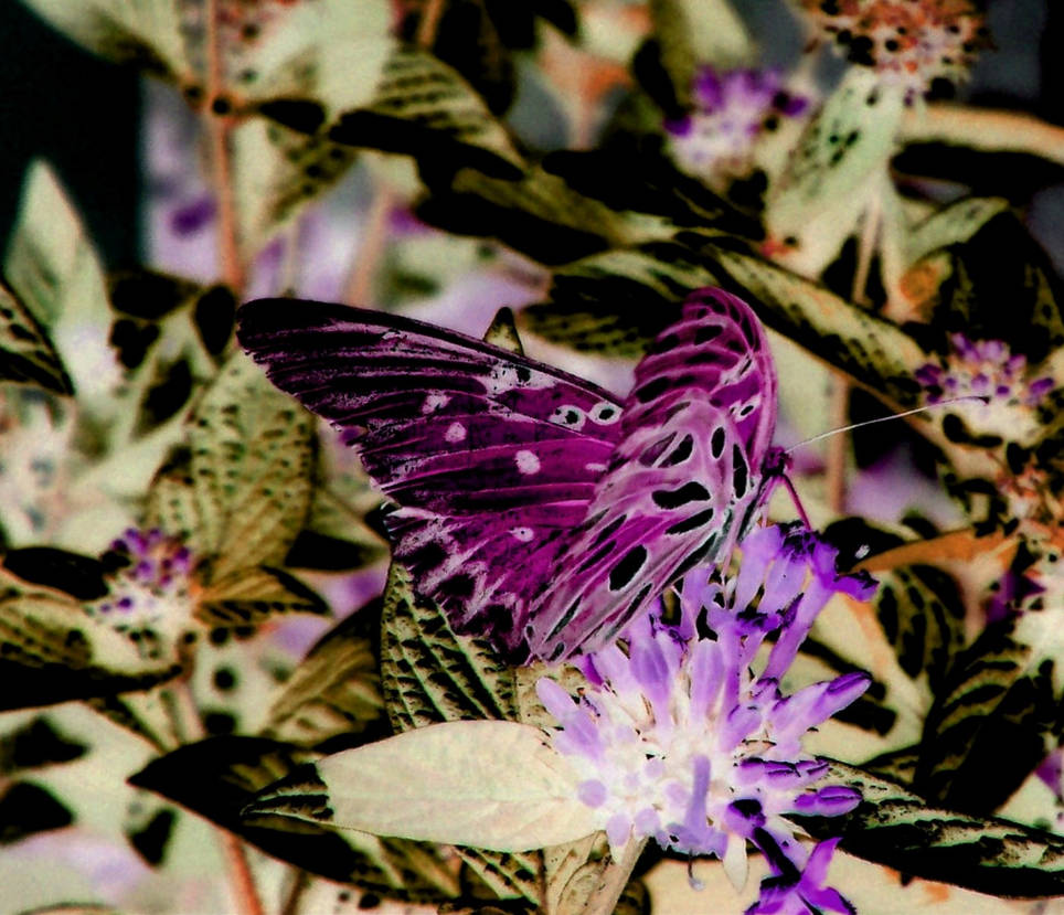 Purple Butterfly thingy by NillaThunda on DeviantArt