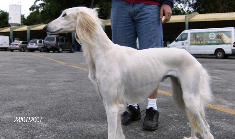 Saluki by Star-Clair on DeviantArt