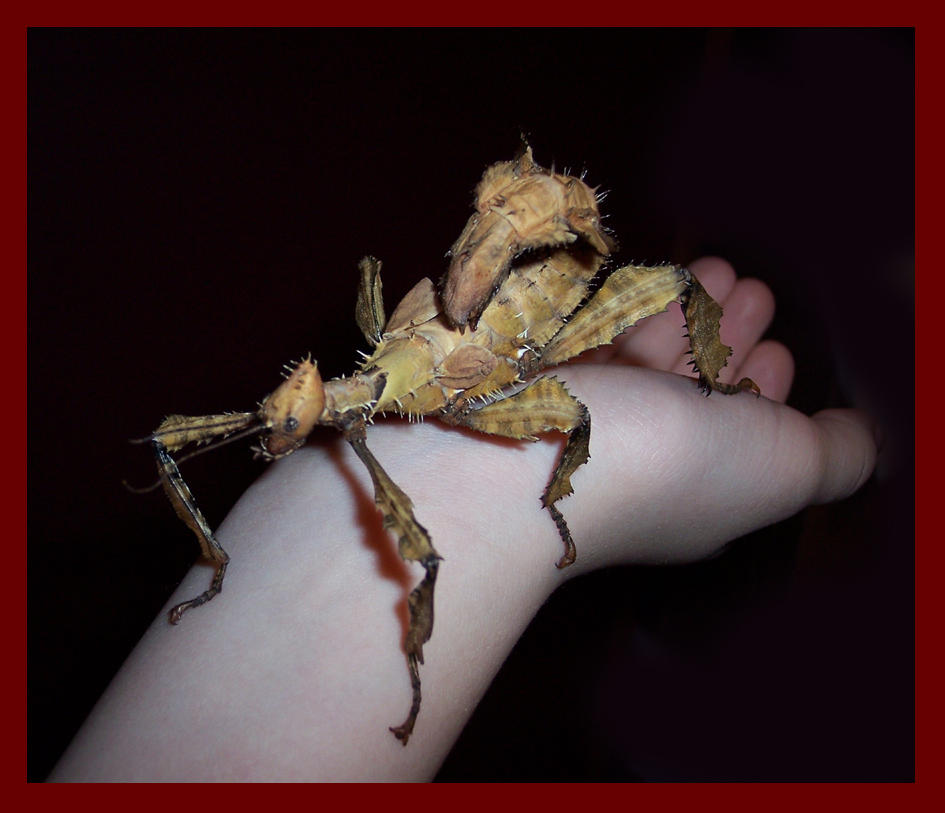 My Precious Bug by rrbushey on DeviantArt