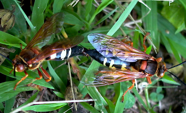 Wasp Sex By Isha 1 On Deviantart