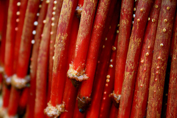 Red Roots By Naraosga Nature On Deviantart