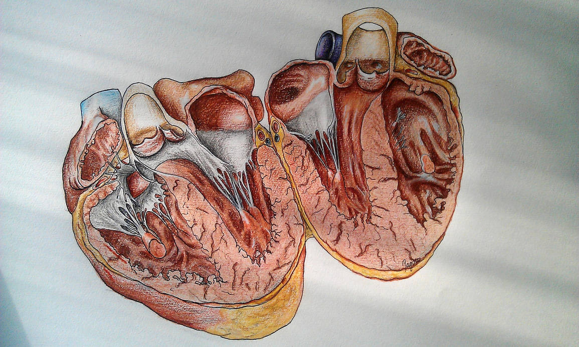 Heart Anatomy Netter By Kairi410 On Deviantart