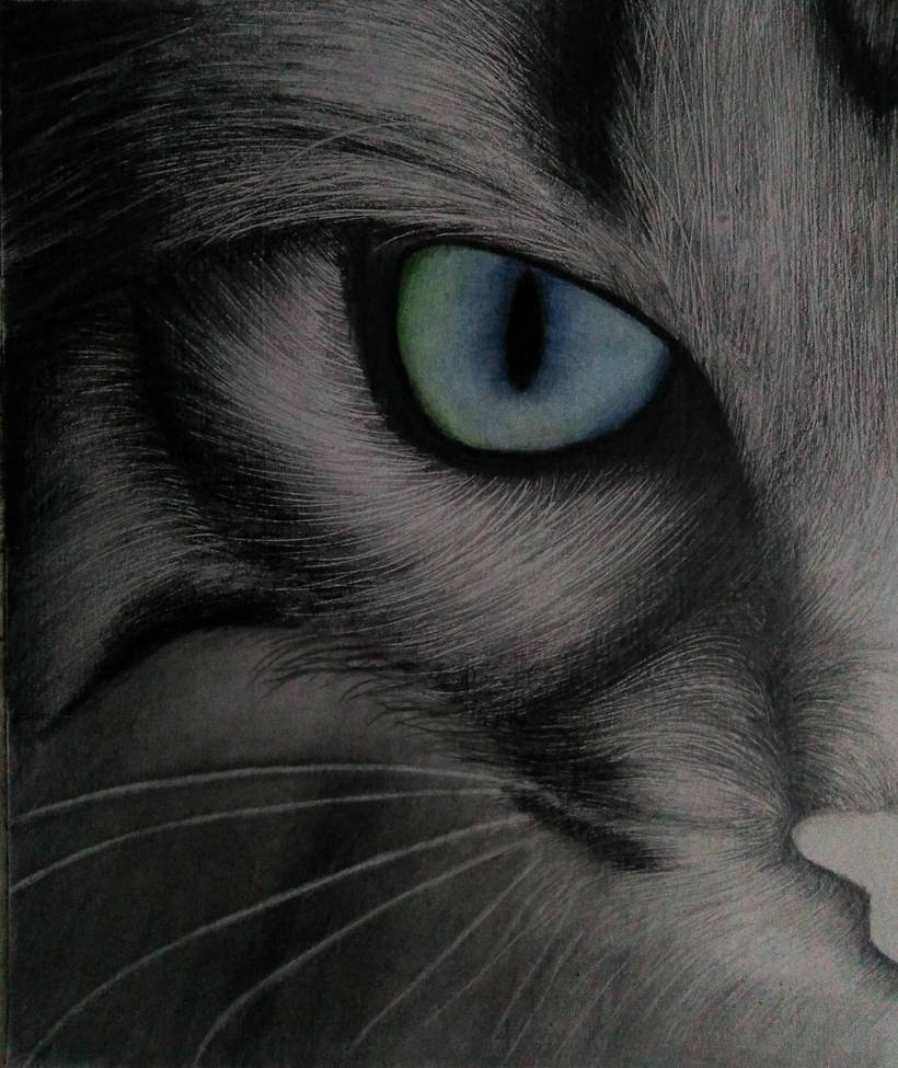 Work In Progress Cat Pencilsketch by saurav-bhusal on DeviantArt Work In Progress Cat Pencilsketch by saurav-bhusal on DeviantArt