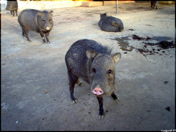 CATITU by ladyroll on DeviantArt