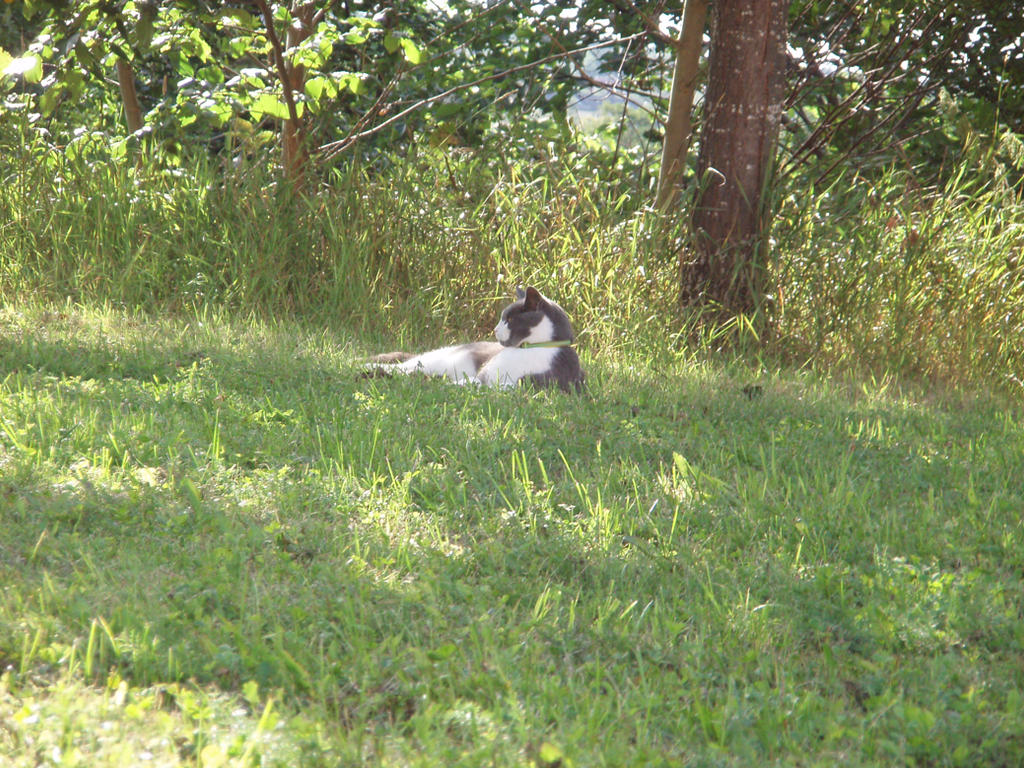 The Lucius cat by Gure-nii on DeviantArt