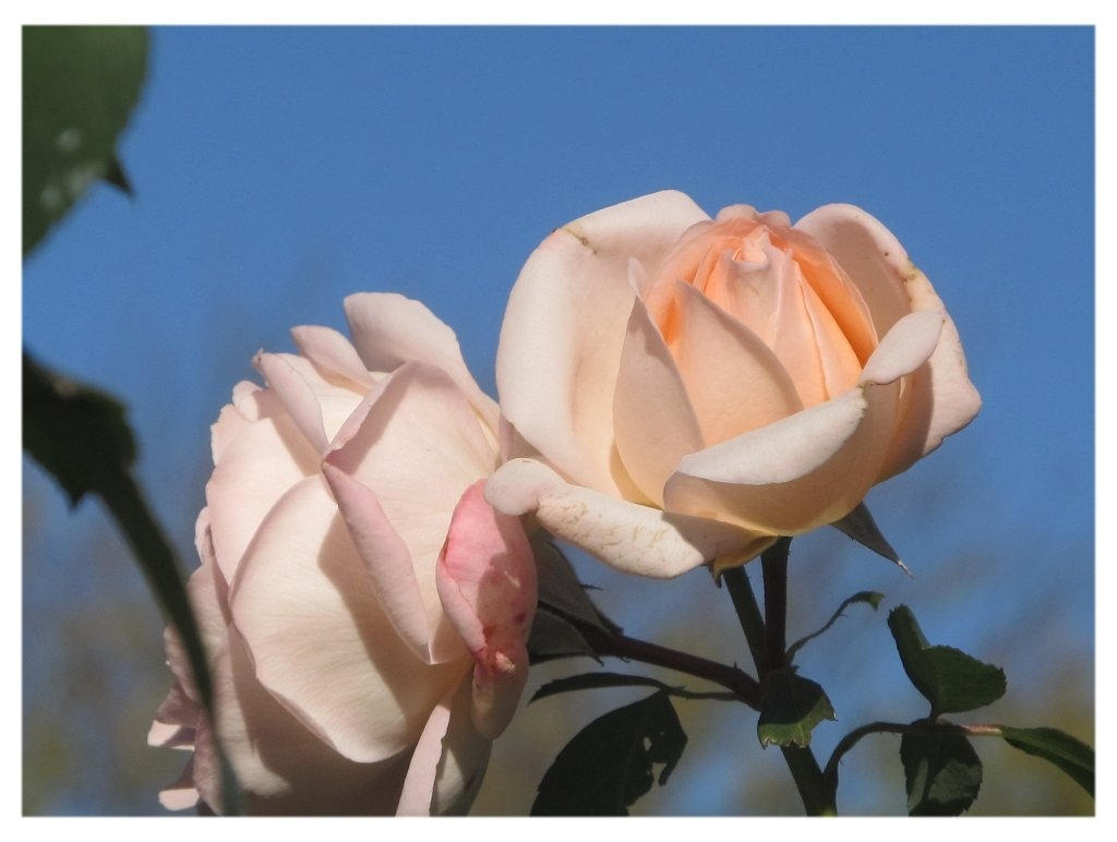 Twin Roses By K Jackson Katss On Deviantart