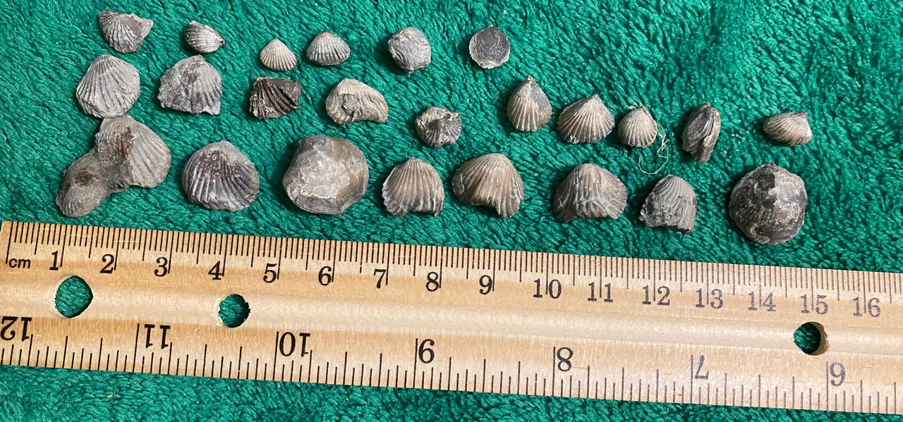 Brachiopods By Pr0teusunbound On Deviantart