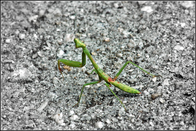Praying Mantis Grounded by Strap-Me-In on DeviantArt