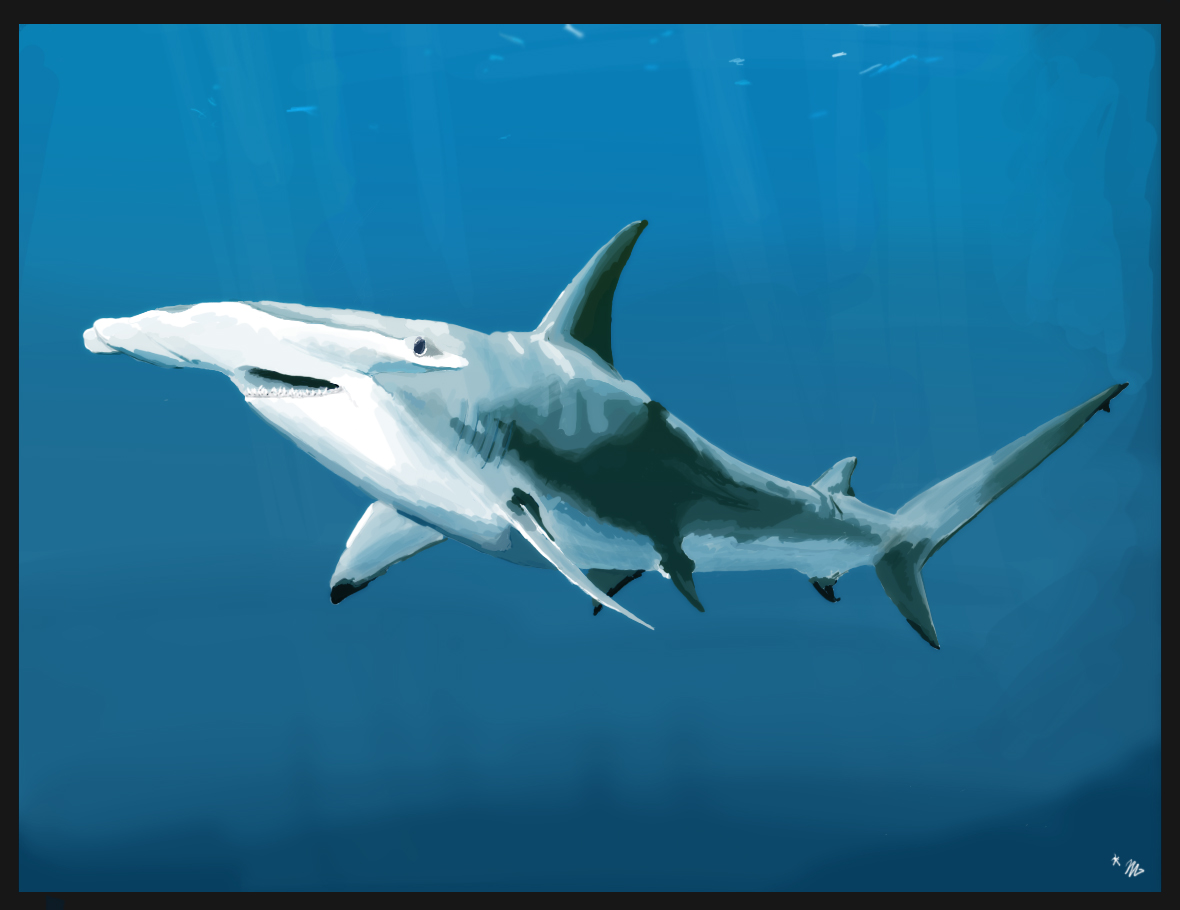 Hammer shark by Matrej on DeviantArt