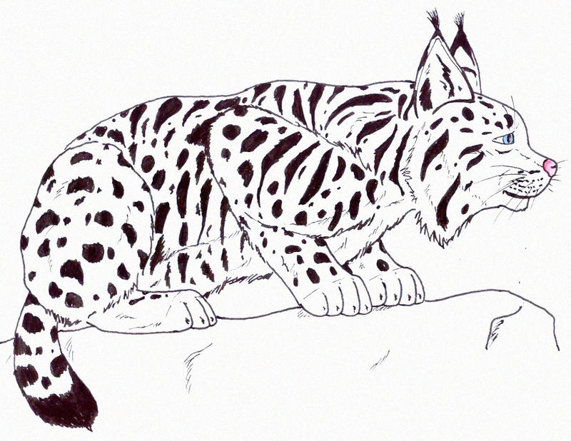 + lynx + by Edisu18 on DeviantArt