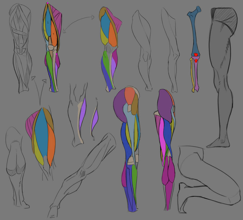 Leg Anatomy Study by Rappenem on DeviantArt Leg Anatomy Study by Rappenem on DeviantArt