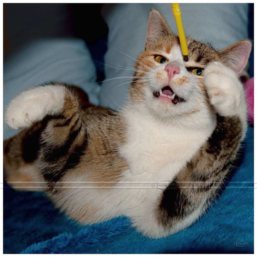 Playful Kitty By Nameda On Deviantart