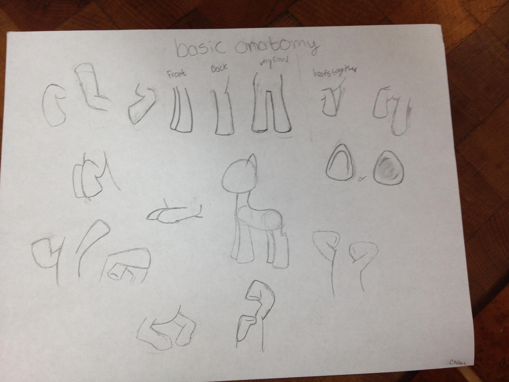 MlP basic anatomy by mommthchloe678 on DeviantArt MlP basic anatomy by mommthchloe678 on DeviantArt