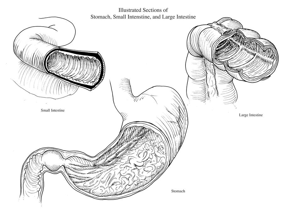 Digestive Anatomy by UberKudzu on DeviantArt