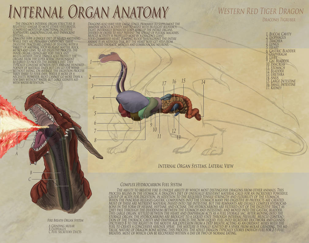 Dragon Anatomy Organs By Uberkudzu On Deviantart