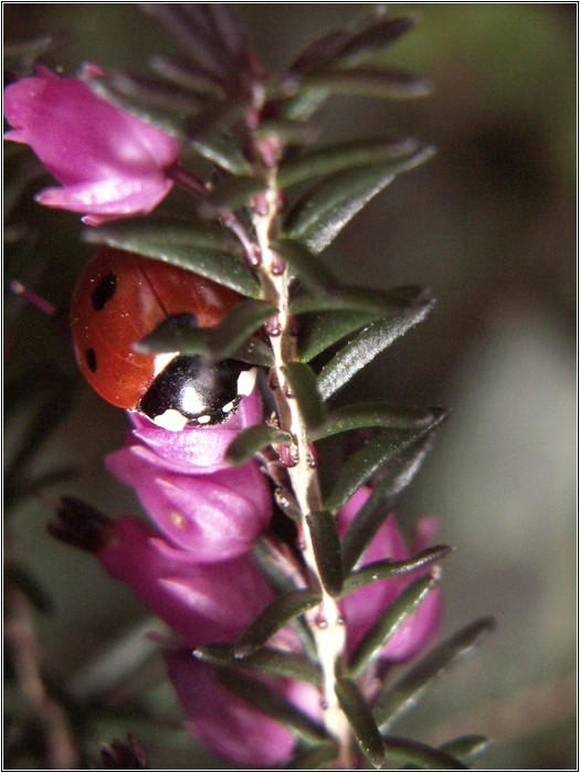 Cocci Eleven by Ginnyk on DeviantArt