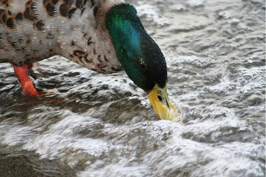 Drinking Duck by TalP-G on DeviantArt
