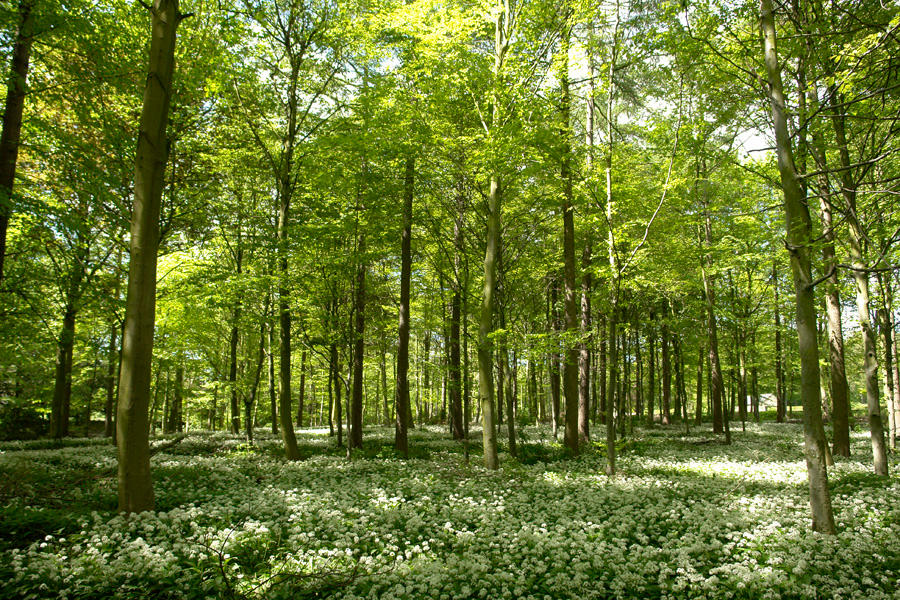 staindrop woodland. by little-prince on DeviantArt