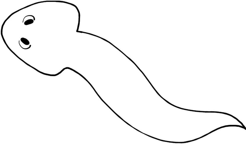 Flatworm Lineart Planarian By Projectowl On Deviantart