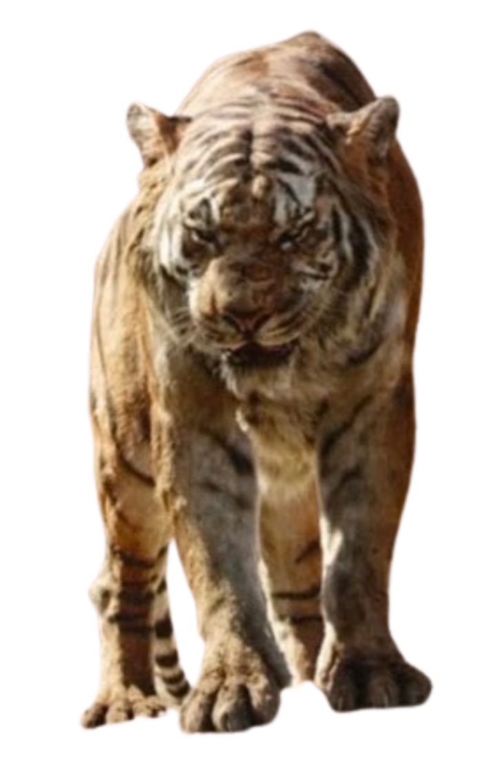 Shere Khan By Dracoawesomeness On Deviantart
