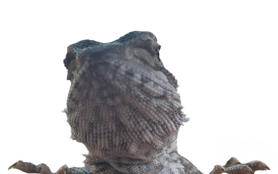 Bearded Dragon Lizard By Dracoawesomeness On Deviantart