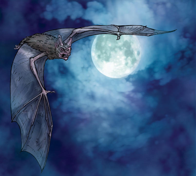 brown vampire bat by stvnhthr on DeviantArt
